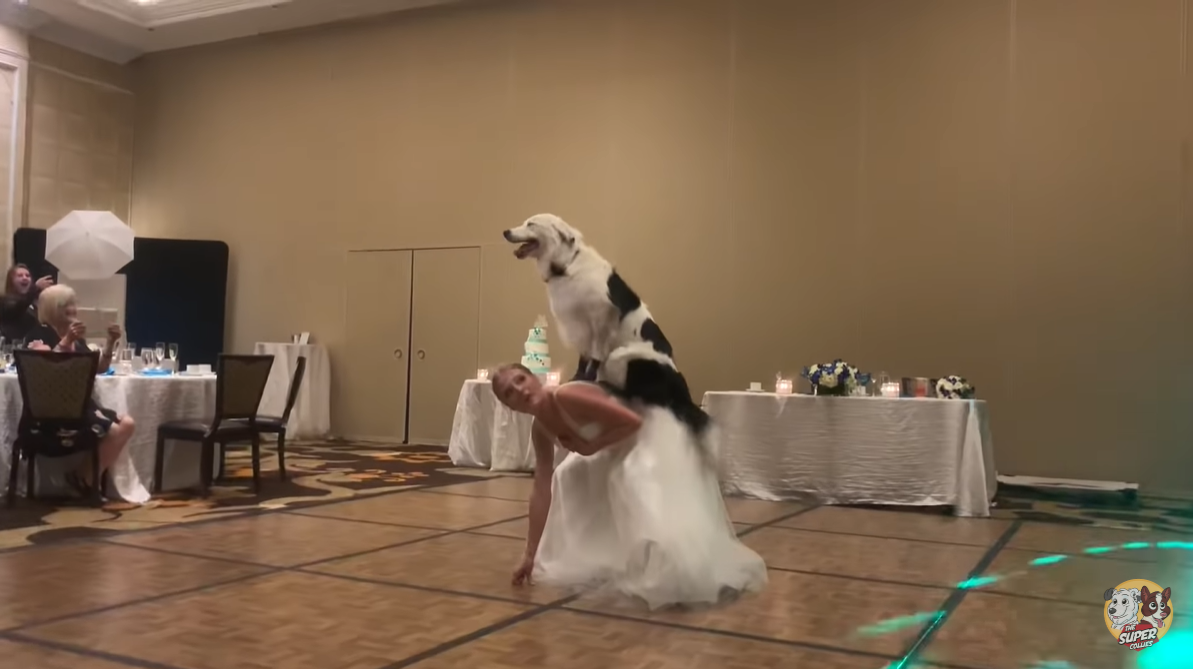 Bride’s Adorable Dance with Her ‘Best Dog’ Goes Viral - RachWed