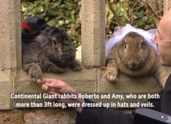 Adorable Video of ‘Legal’ Rabbit Wedding Goes Viral - RachWed