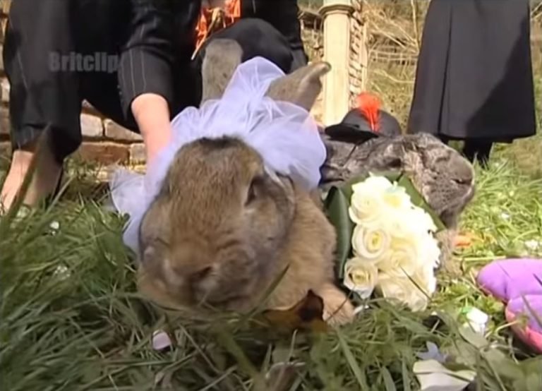 Adorable Video of ‘Legal’ Rabbit Wedding Goes Viral - RachWed