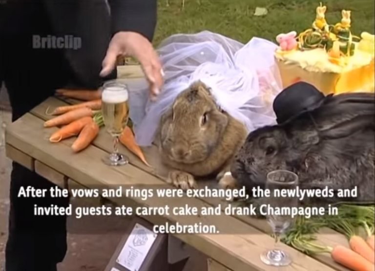 Adorable Video of ‘Legal’ Rabbit Wedding Goes Viral - RachWed