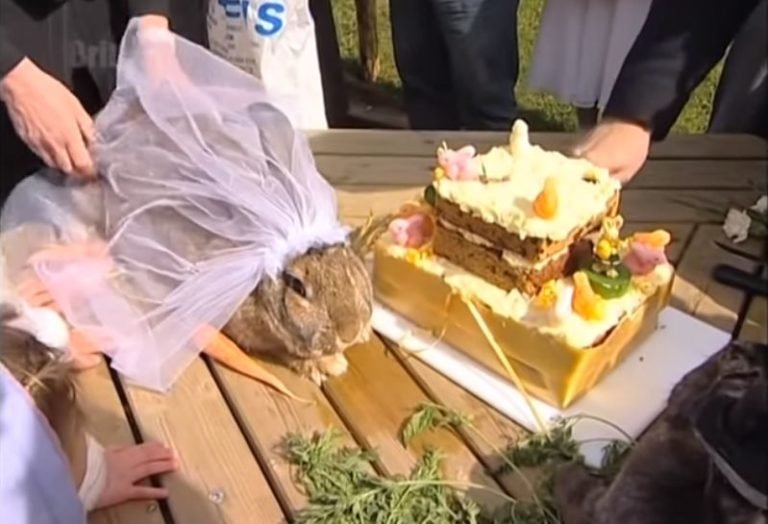 Adorable Video of ‘Legal’ Rabbit Wedding Goes Viral - RachWed
